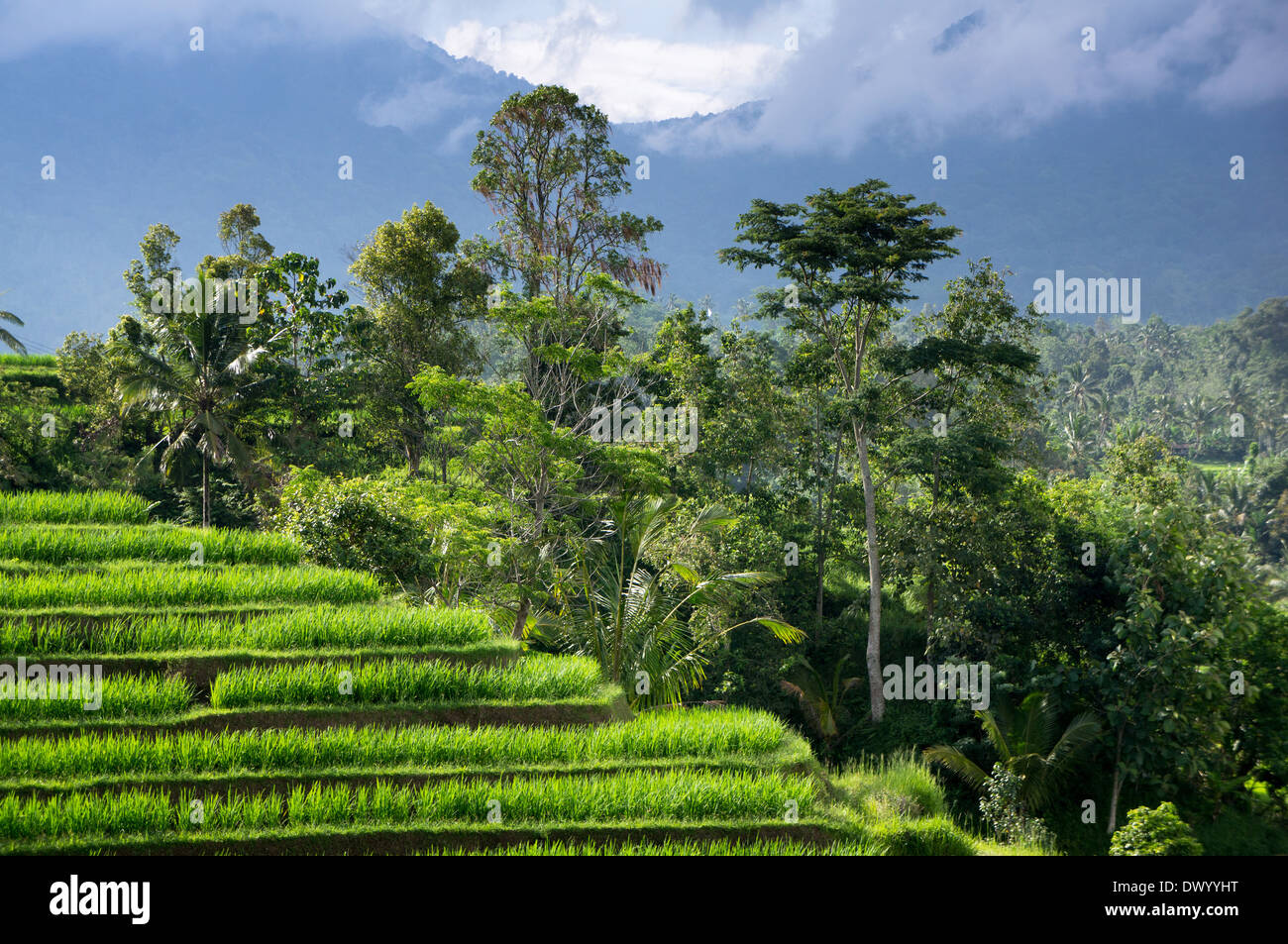 Rice terraces of Bali Island,Jatiluwih, near Ubud, Indonesia. Asia ...