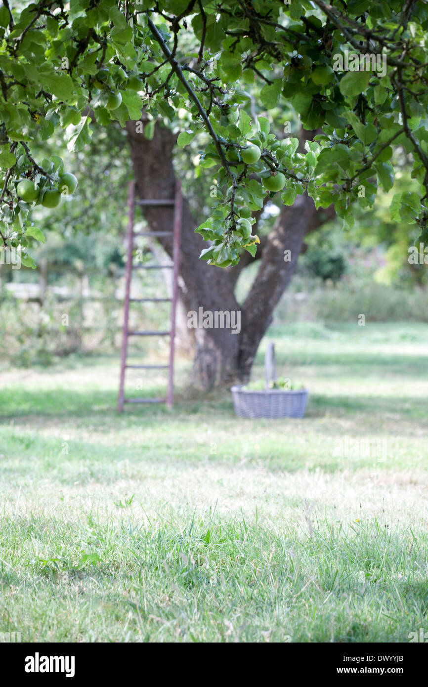 A basket of apples under an apple tree Stock Photo - Alamy
