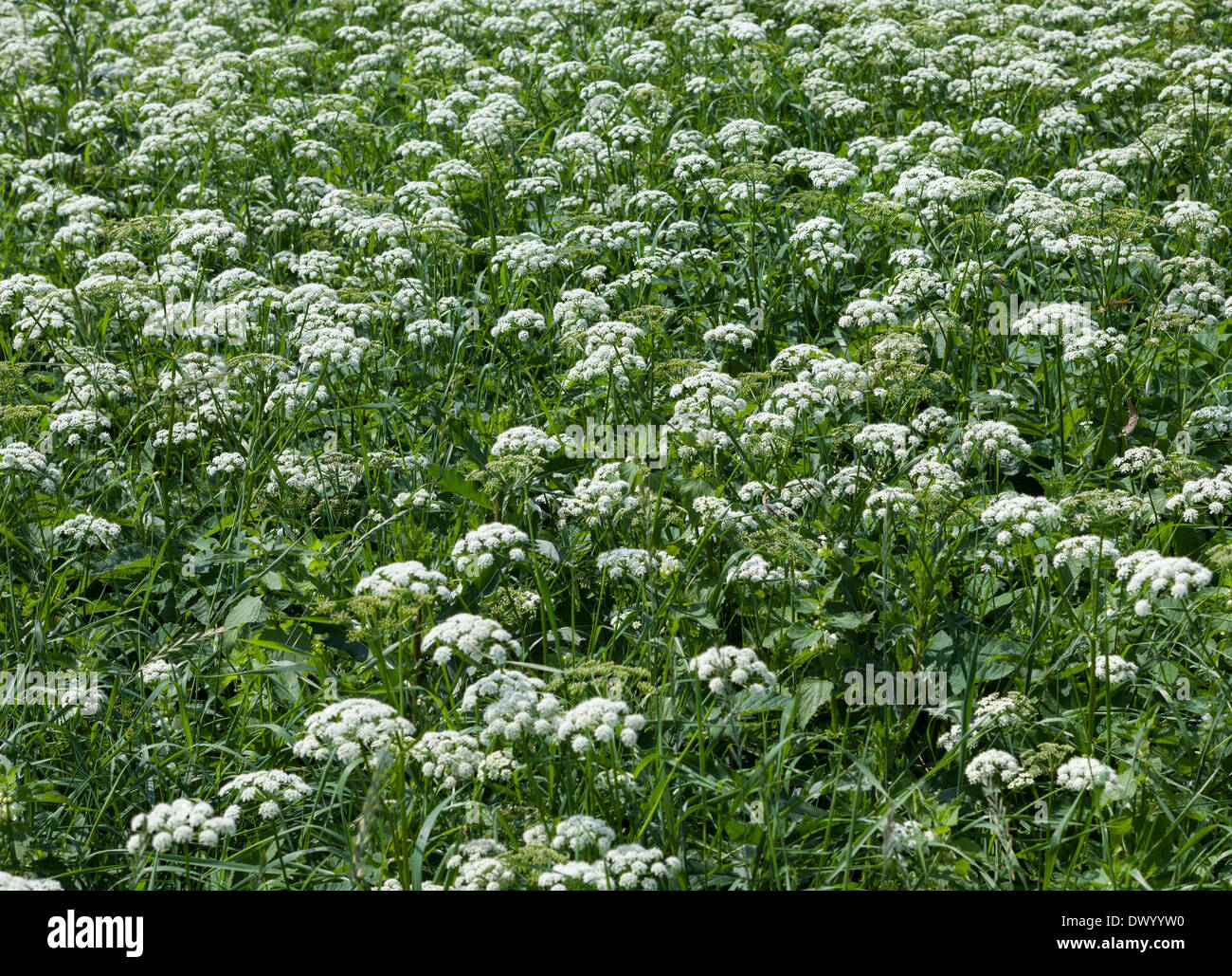 Ground herb hi-res stock photography and images - Alamy
