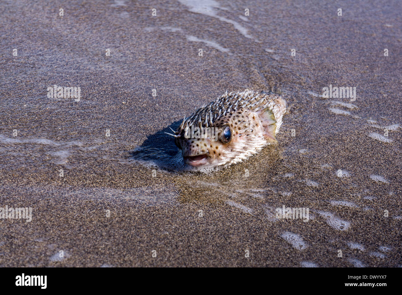 Balloonfish (Diodon Holocanthus) on sand Stock Photo - Alamy