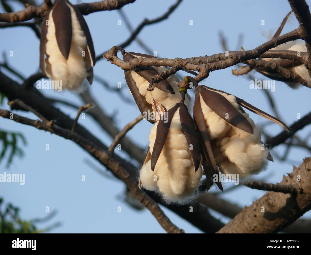 Beauty of bombax ceiba flowers hi-res stock photography and images - Alamy