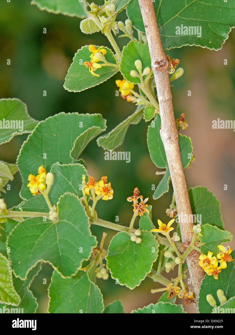 Grewia asiatica, Phalsa Stock Photo - Alamy