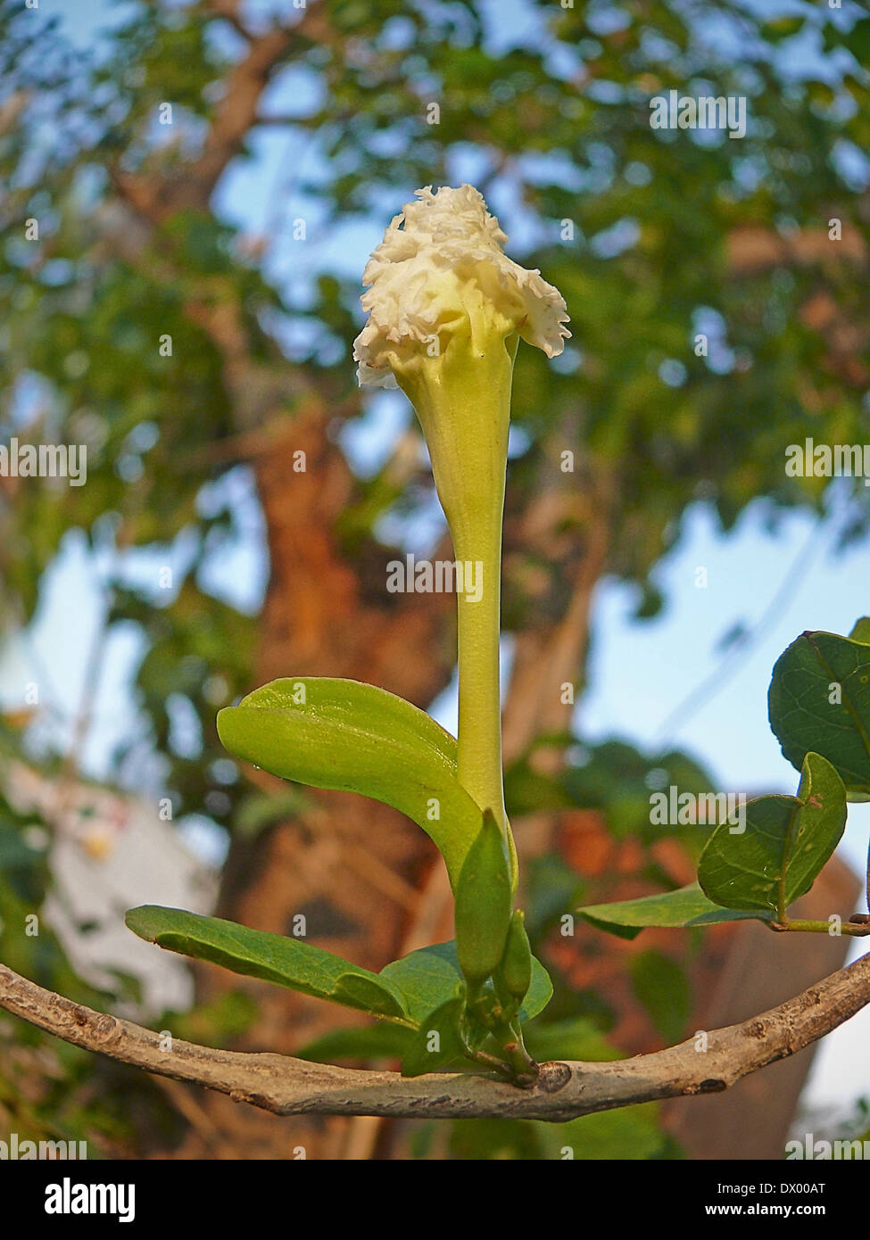 Falcate hi-res stock photography and images - Alamy