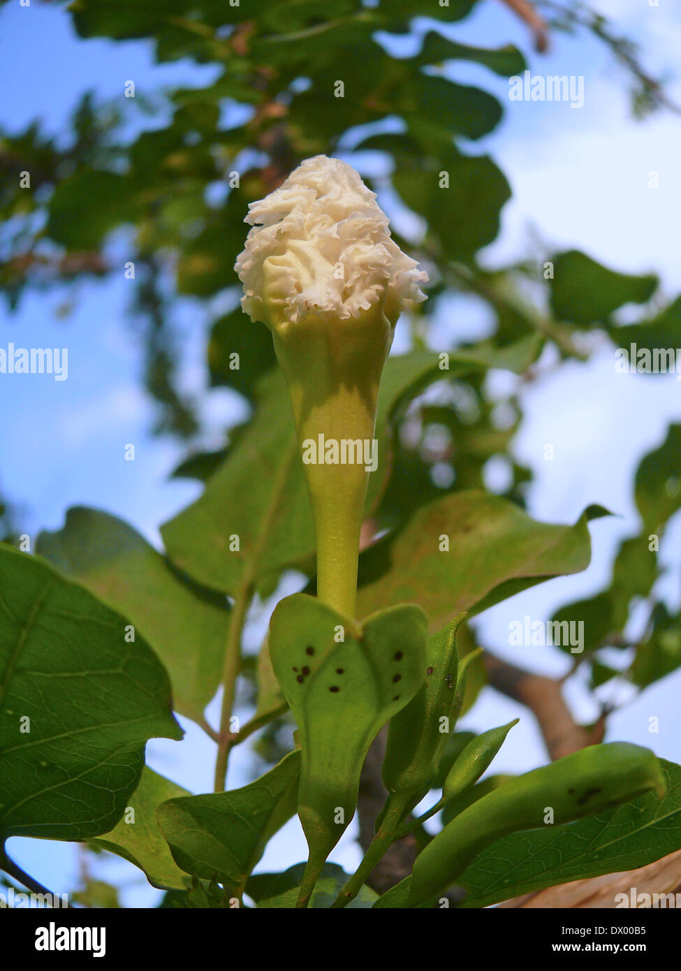 Flower of Dolichandrone falcate, Spathodea falcate, Medhshingi Stock ...