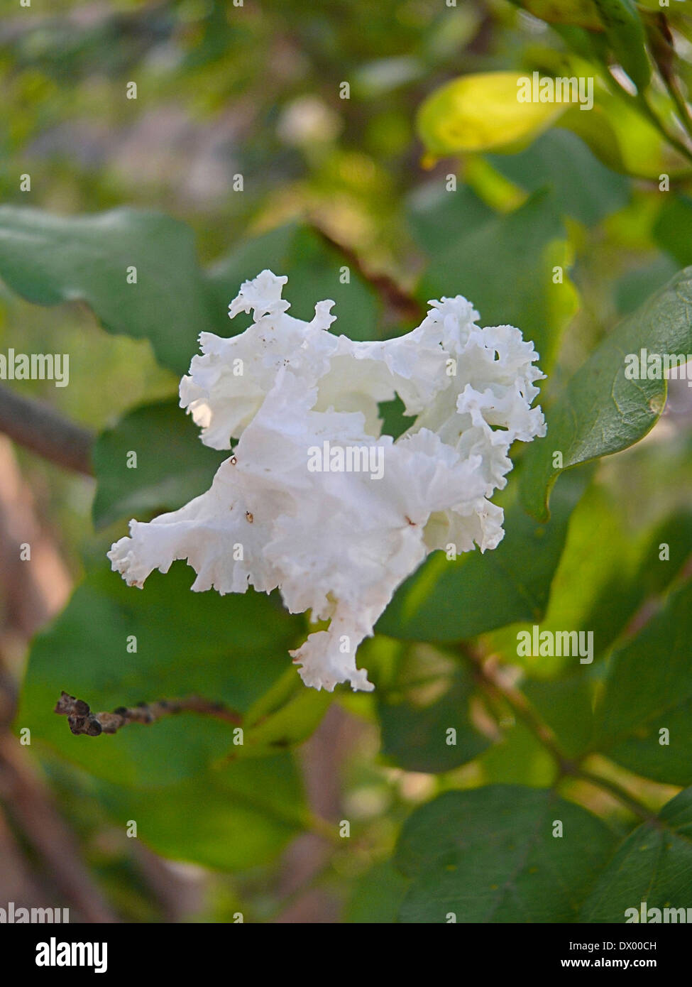 Flower of Dolichandrone falcate, Spathodea falcate, Medhshingi Stock ...
