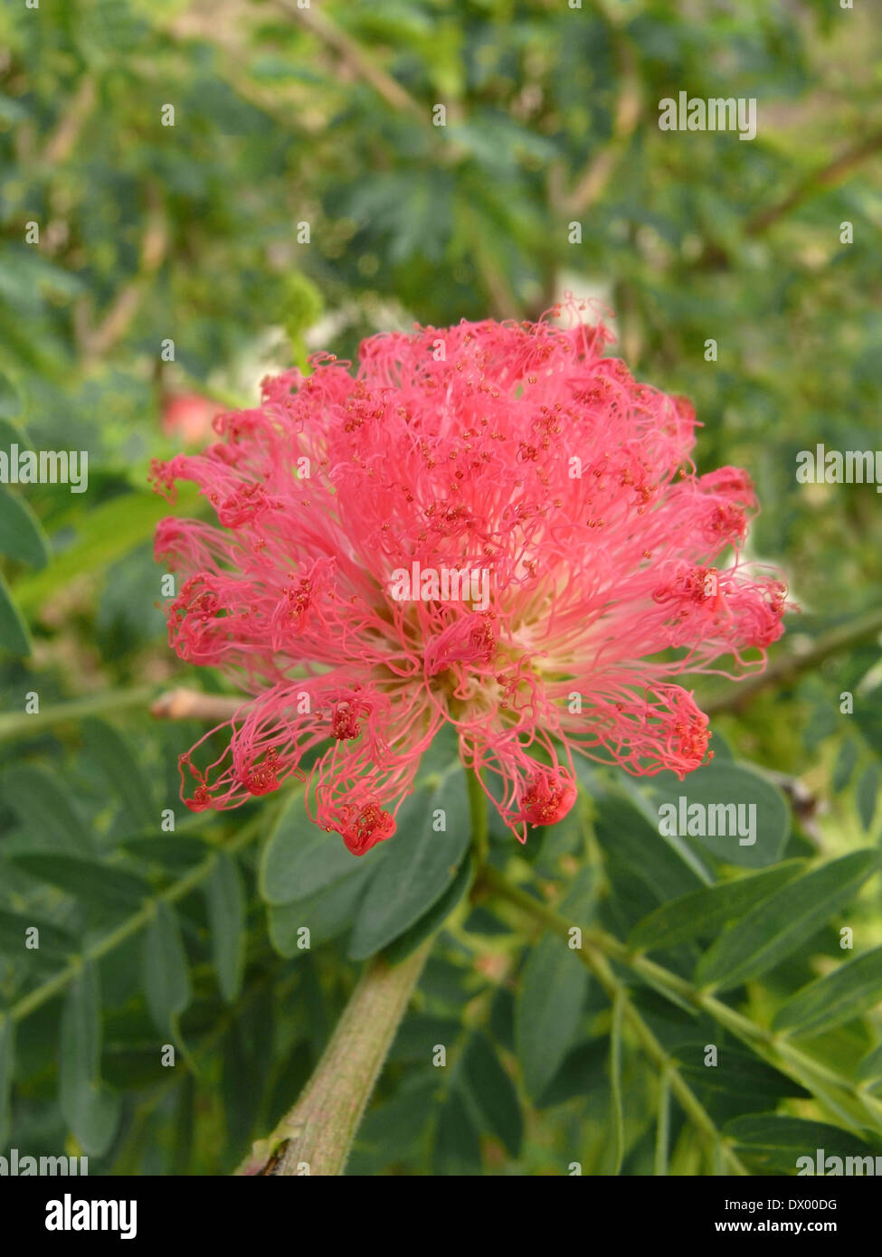 Calliandra haematocephala hi-res stock photography and images - Alamy