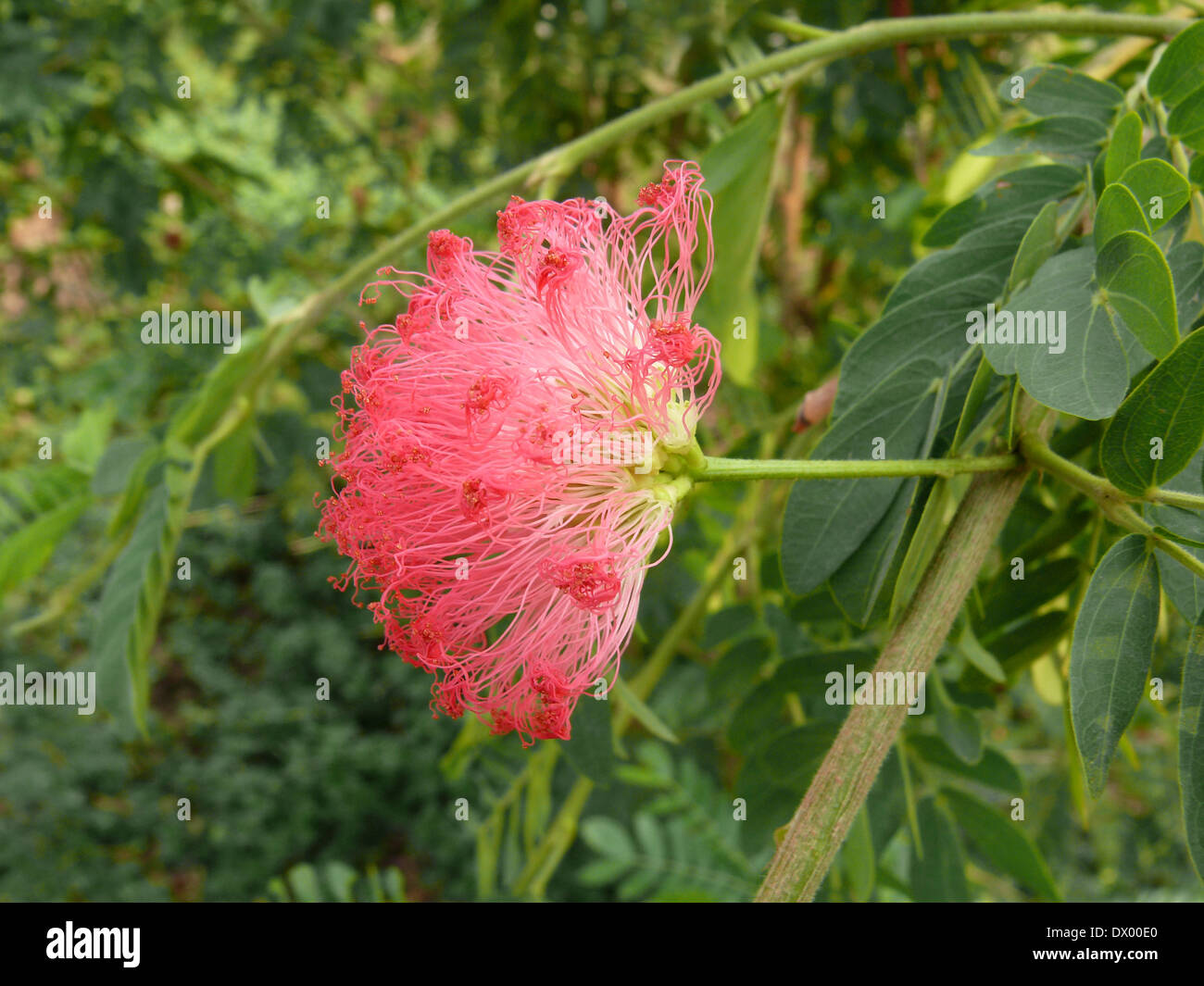 Red powder puff tree hi-res stock photography and images - Alamy