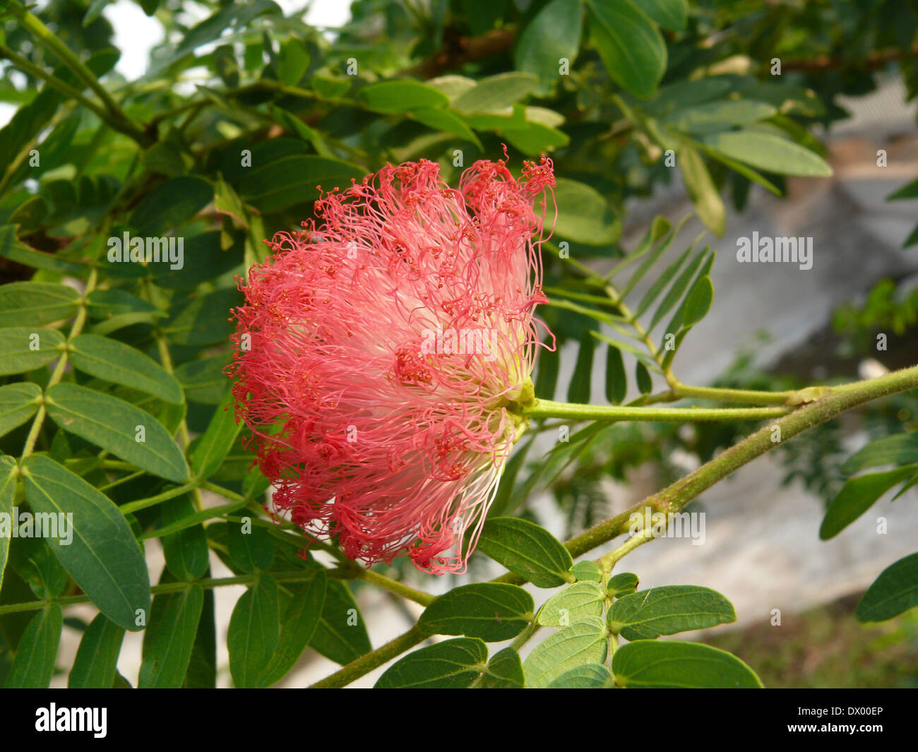 Powder puff tree hi-res stock photography and images - Alamy