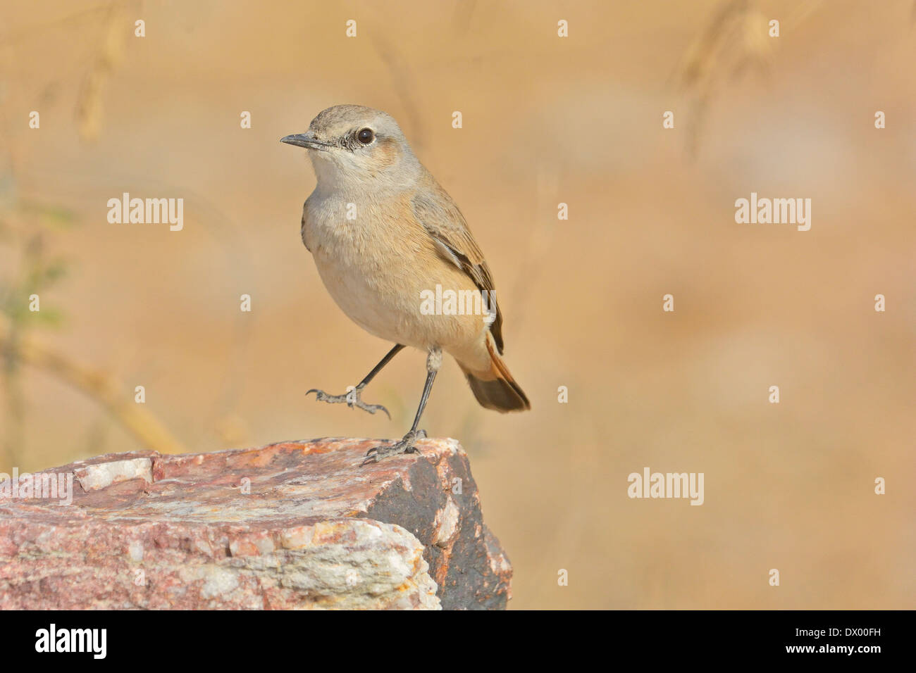 Wheatear india hi-res stock photography and images - Alamy