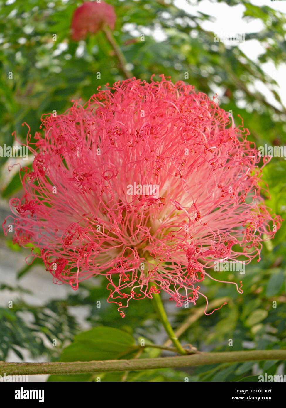 Powder puff tree hi-res stock photography and images - Alamy