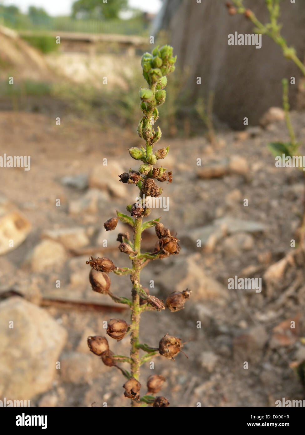 Brown weed hi-res stock photography and images - Alamy