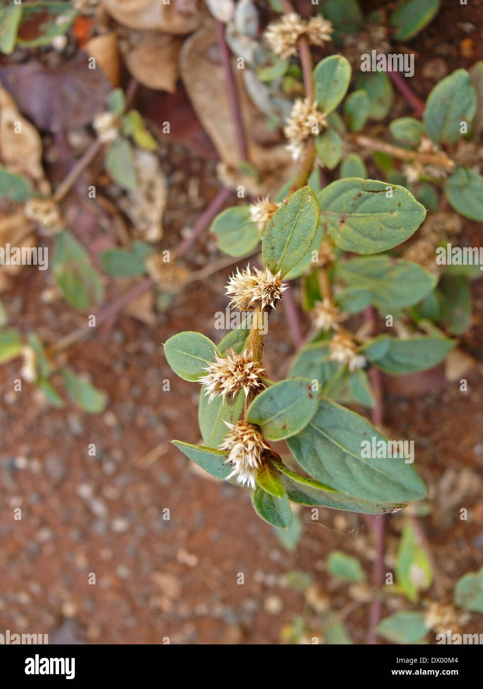 Alternanthera ficoidea, Gomphrena ficoidea, Alternanthera tenella ...
