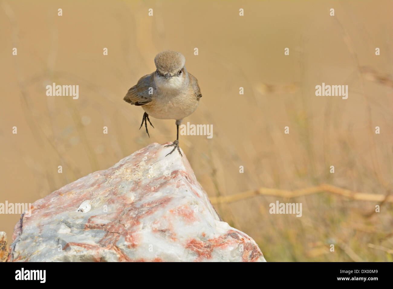 Red-tailed Wheatear (Oenanthe chrysopygia), also known as the Rusty ...