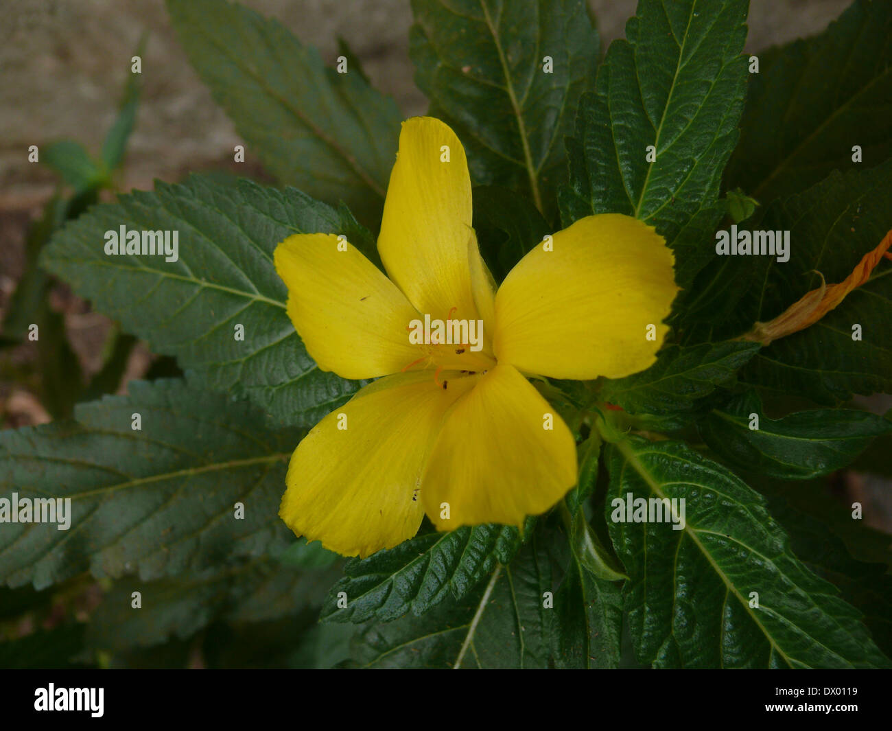 Turnera ulmifolia, Turnera ulmifolia, Yellow Alder, Yellow Buttercups ...