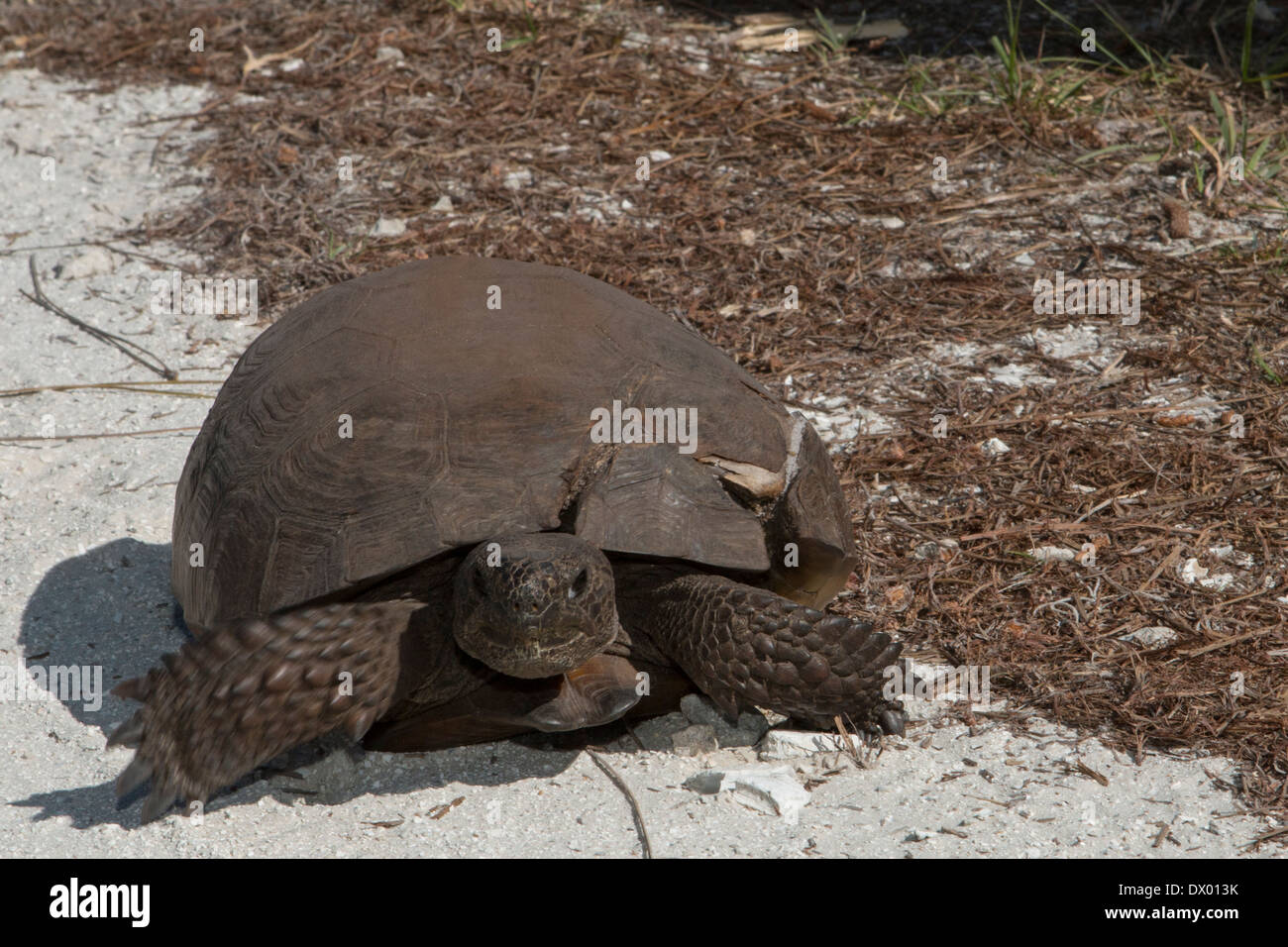 Gopherus eating hi-res stock photography and images - Alamy