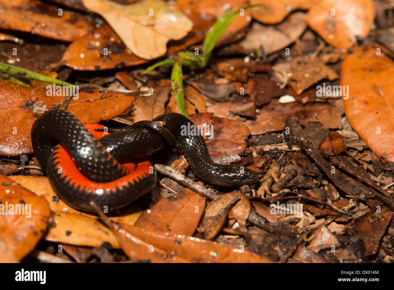 Seminatrix pygaea cyclas hi-res stock photography and images - Alamy