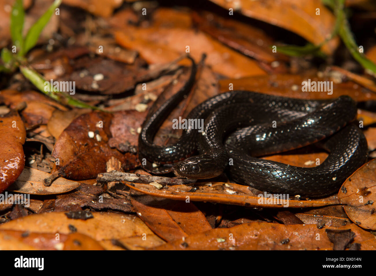 South florida swamp snake - Seminatrix pygaea cyclas Stock Photo - Alamy