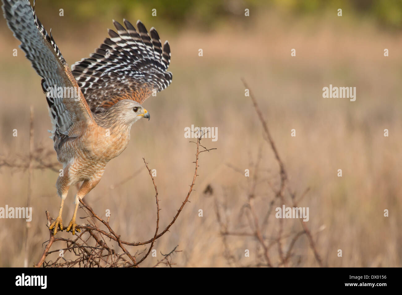 Red-shouldered hawk taking flight - Buteo lineatus Stock Photo - Alamy