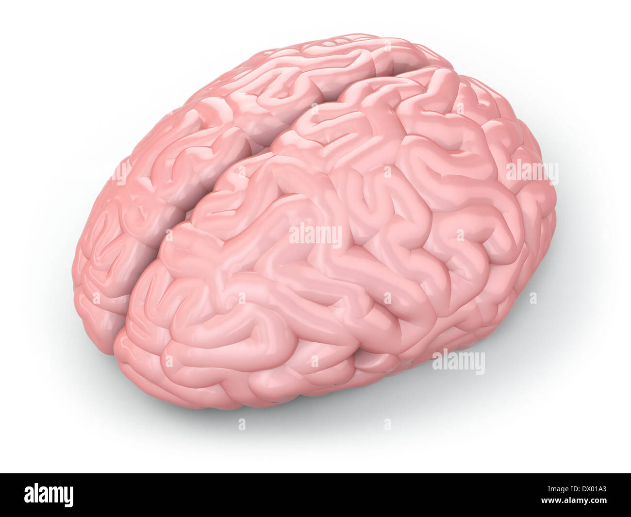 Human brain on white isolated background. 3d Stock Photo - Alamy