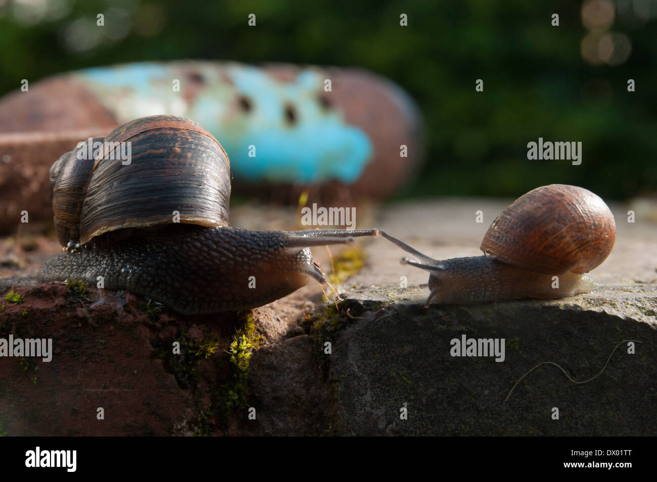 Snails meeting on a garden wall Stock Photo - Alamy