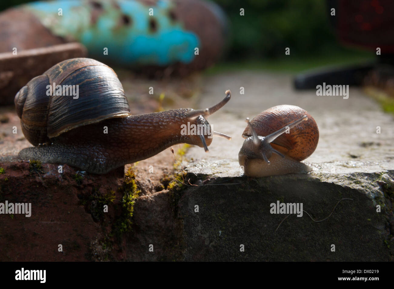 Snails meeting on a garden wall Stock Photo - Alamy