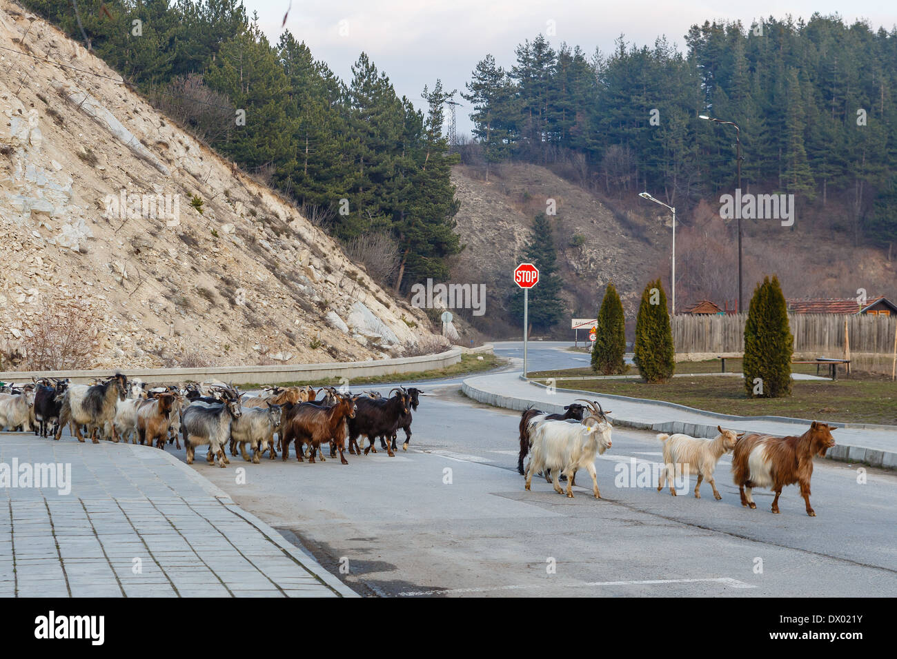 Goats animals road hi-res stock photography and images - Alamy