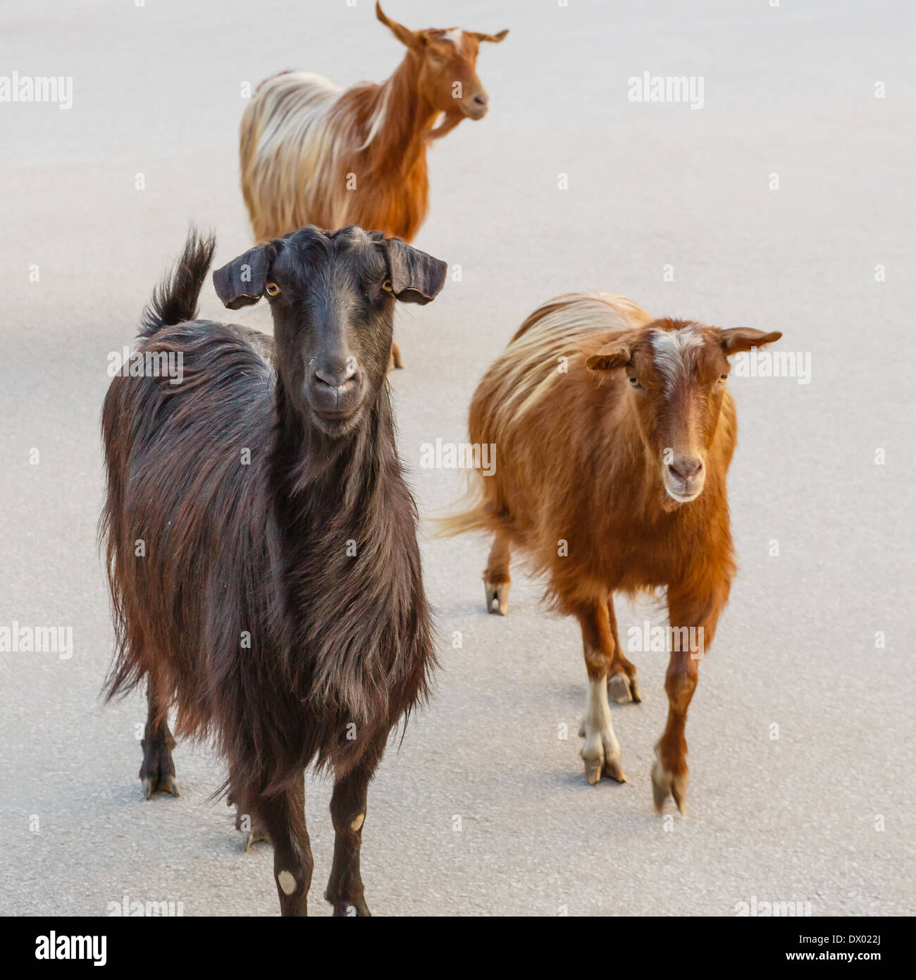 Group of goats hi-res stock photography and images - Alamy