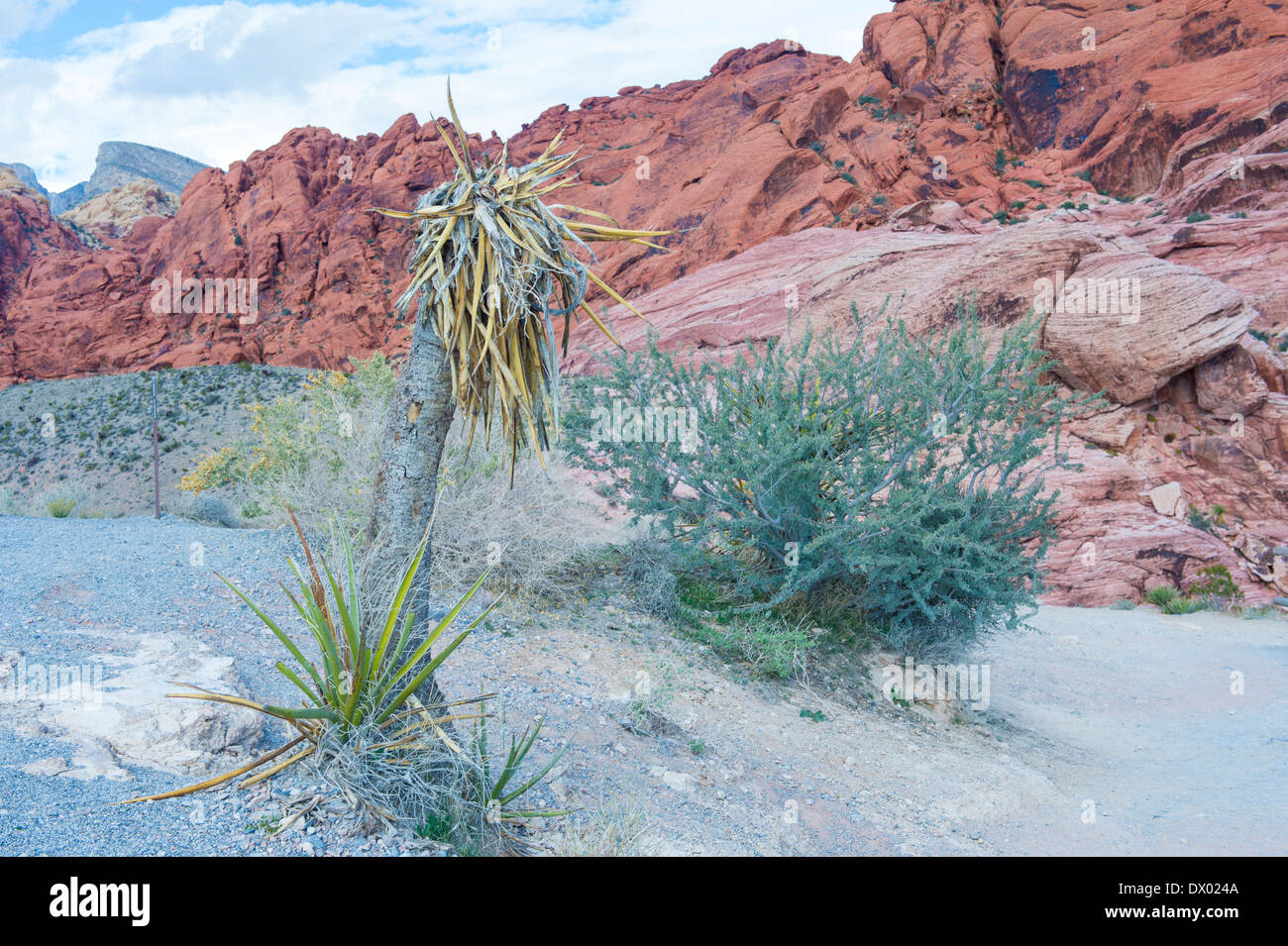 The Red Rock canyon near las vegas , Nevada Stock Photo - Alamy