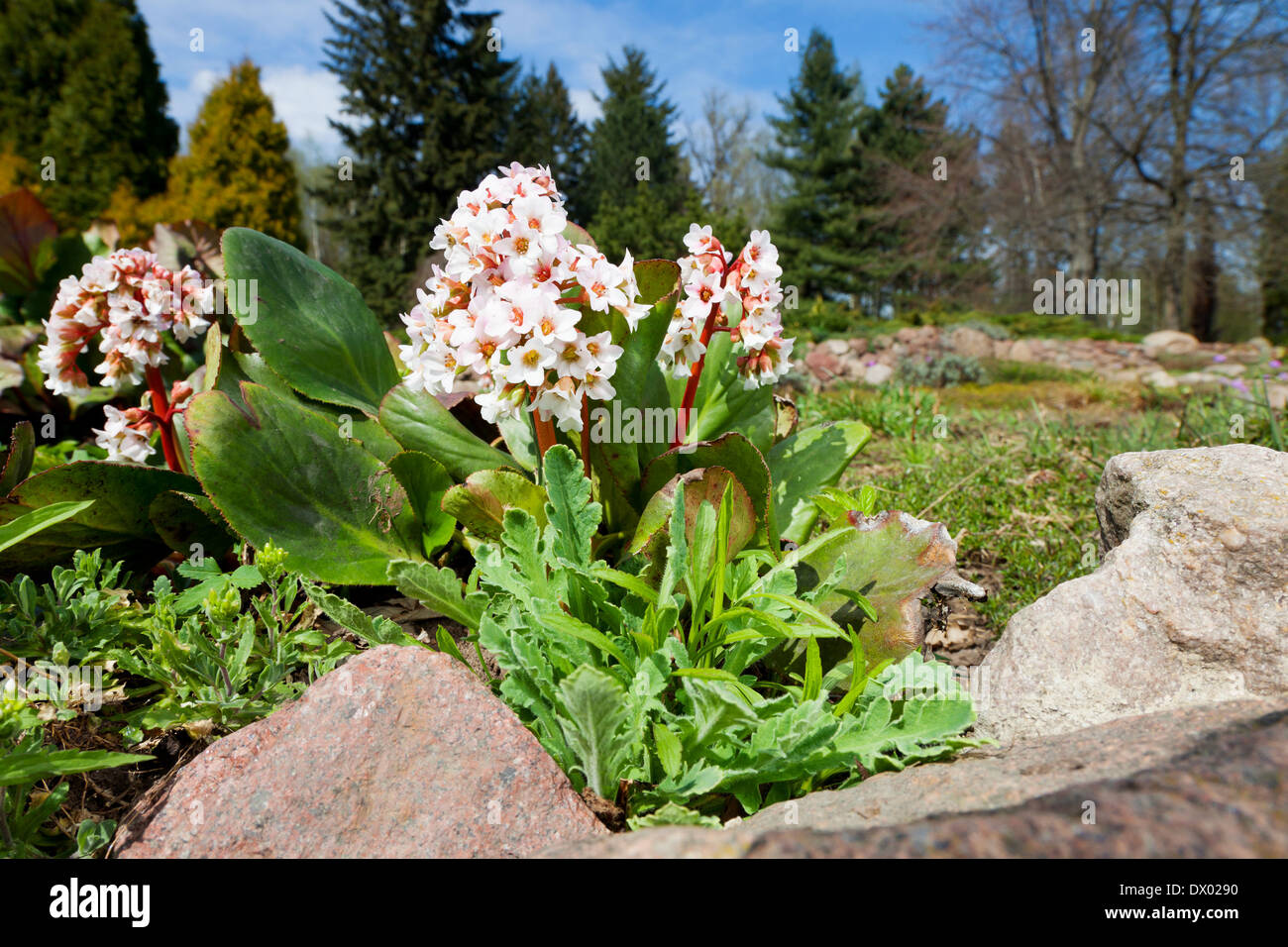 Bergenia hybride Bressingham White in garden Stock Photo - Alamy