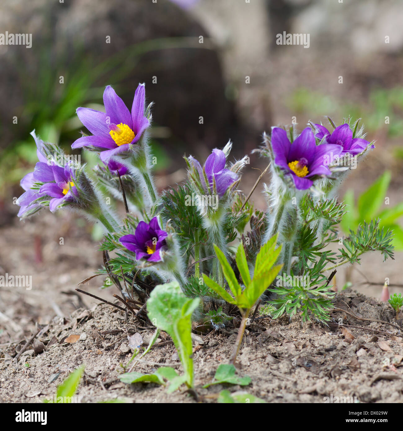 Prairie crocus hi-res stock photography and images - Alamy