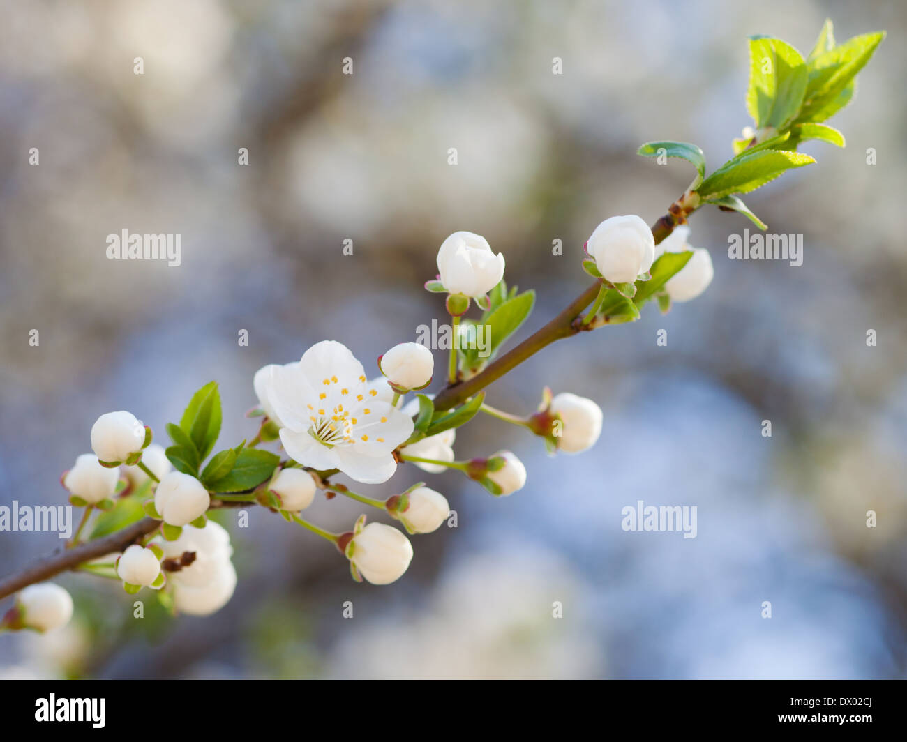 Twig spring hi-res stock photography and images - Alamy
