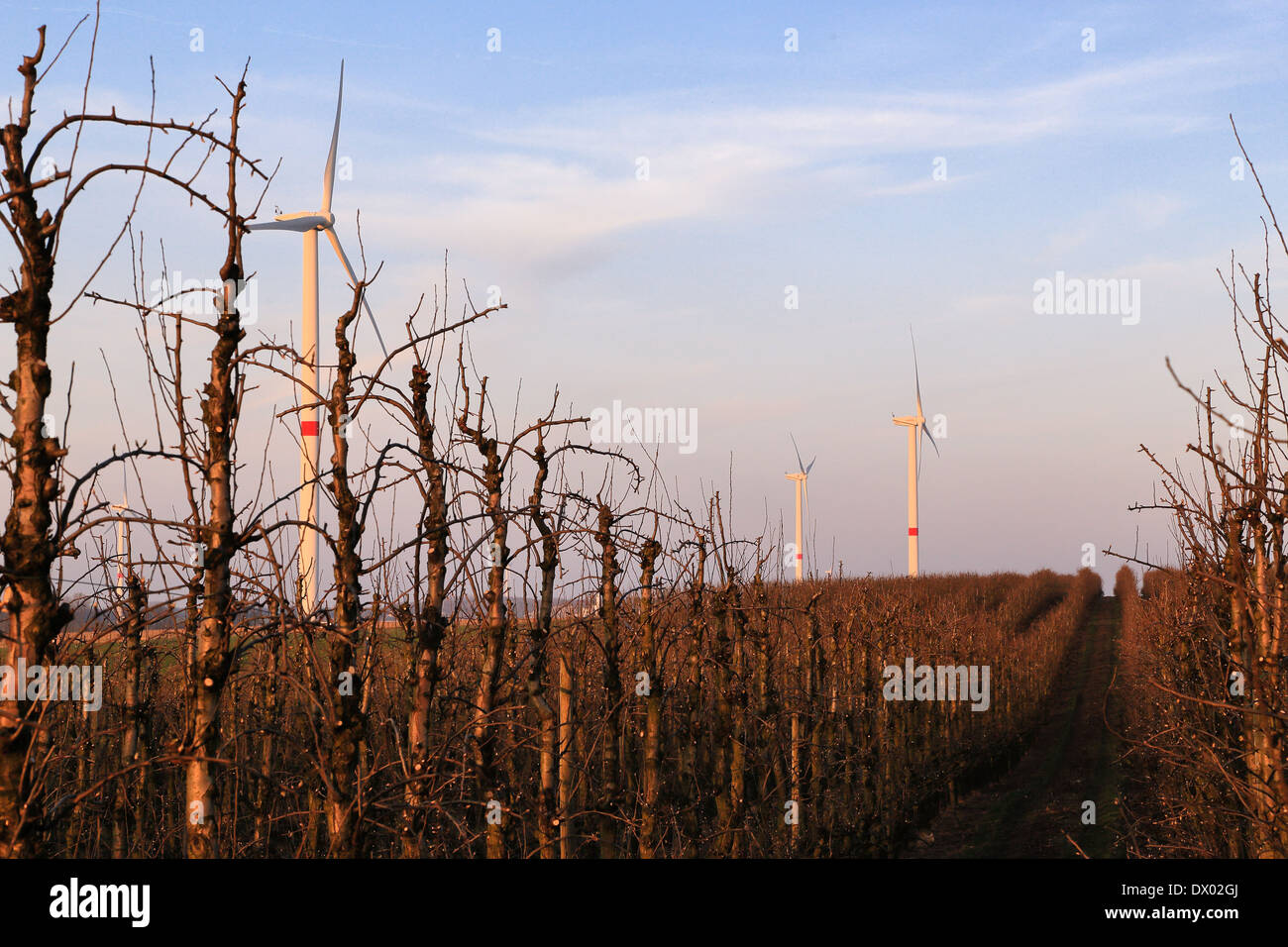 Windmills in a fruit trees culture field at sunset Stock Photo - Alamy