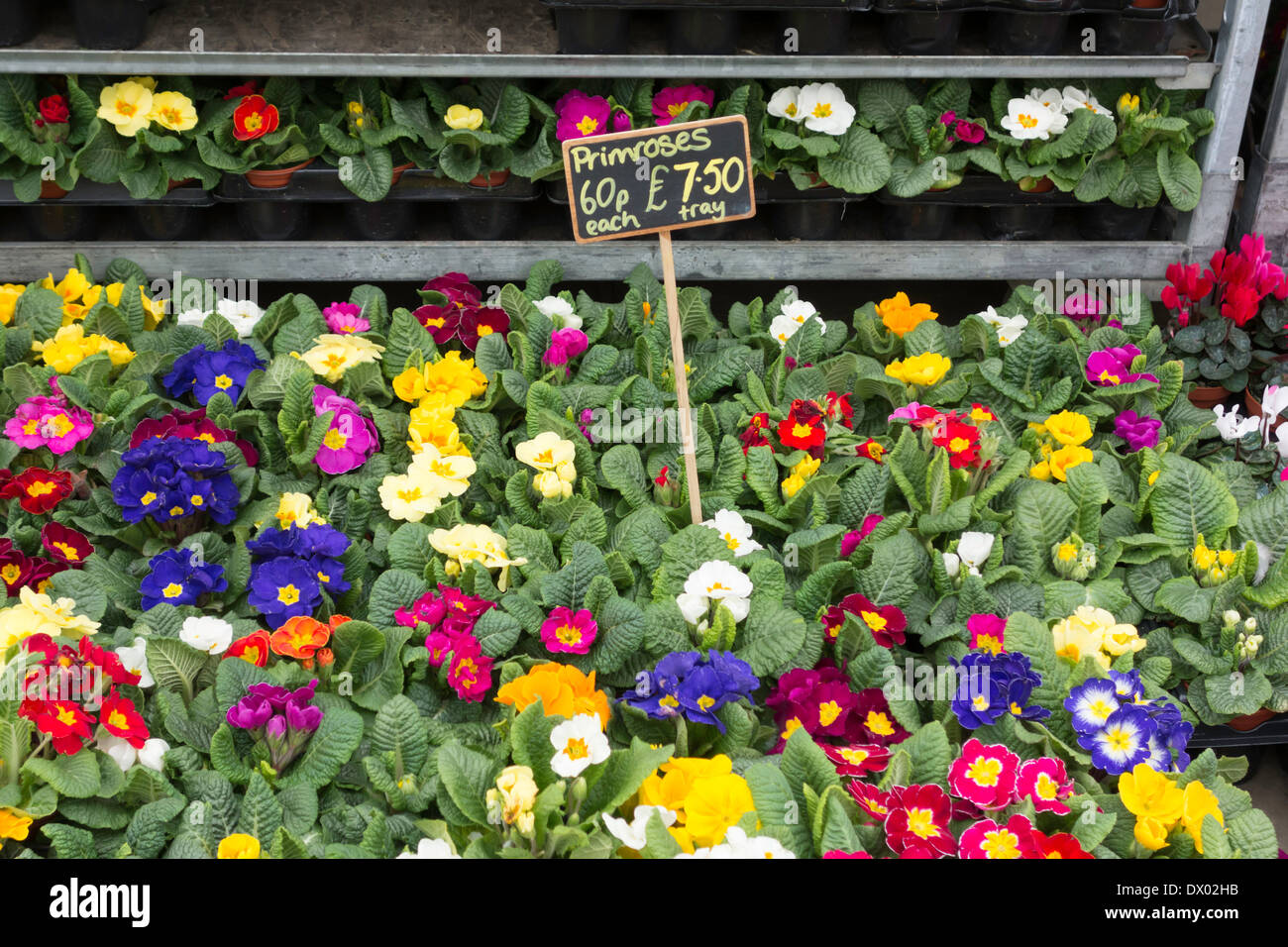 Tray of bedding plants hi-res stock photography and images - Alamy
