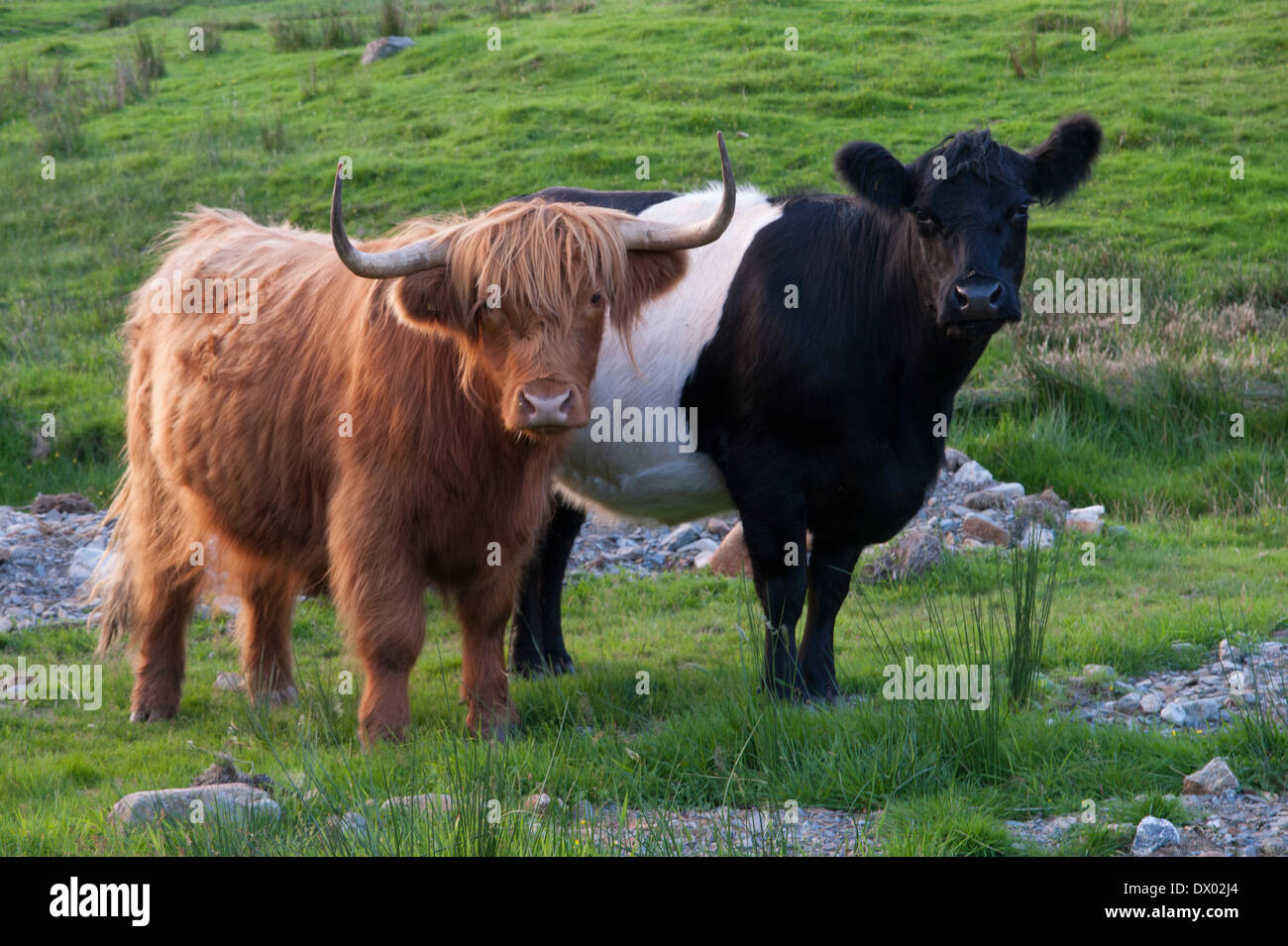 Two indigenous cattle breed cows on the shores of Buttermere, Lake ...