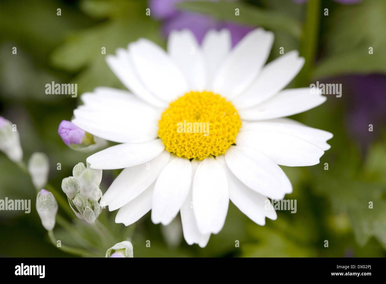 Marguerite image hi-res stock photography and images - Alamy