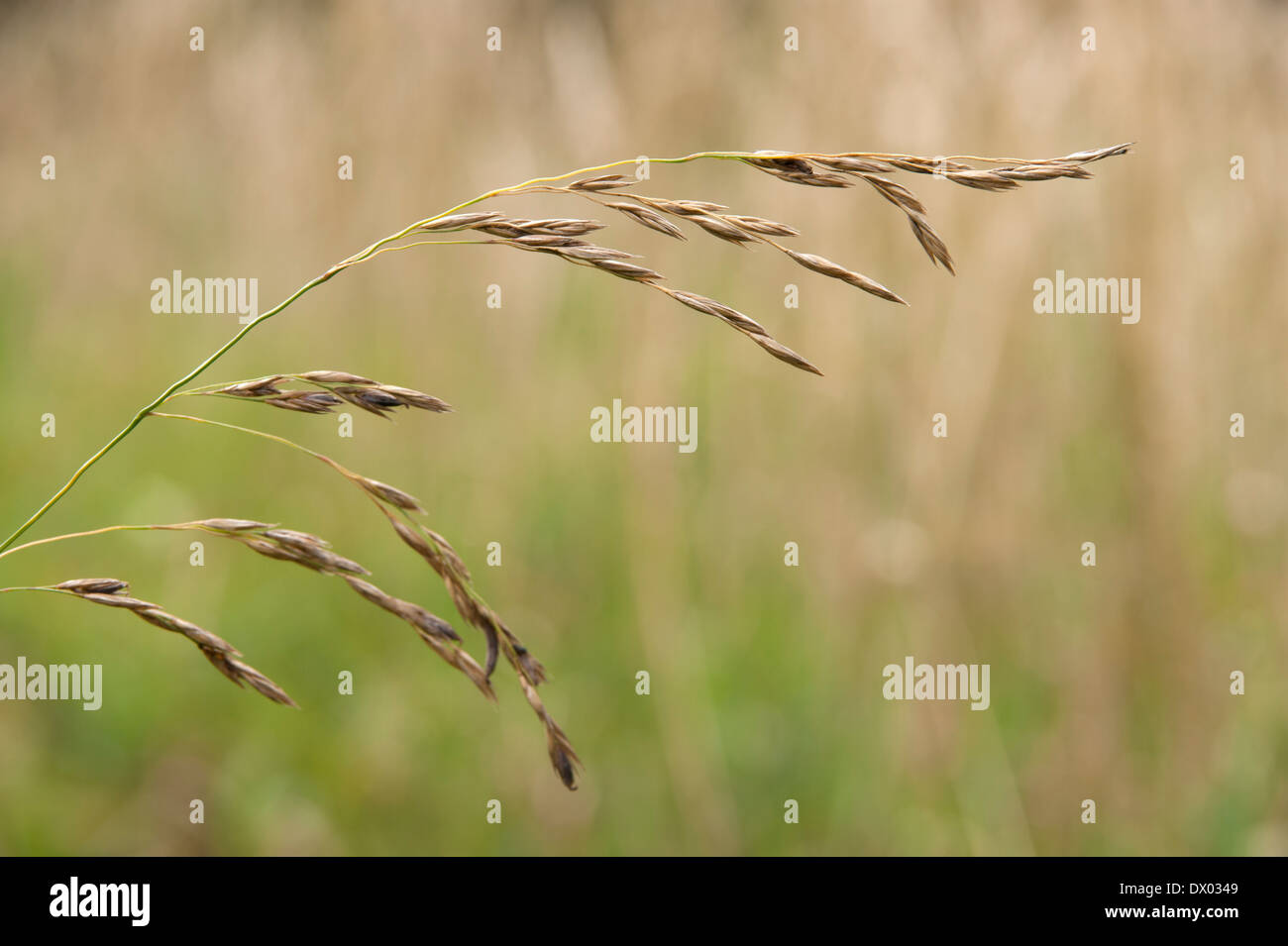 A tall grass seed head in a Cumbrian meadow Stock Photo - Alamy