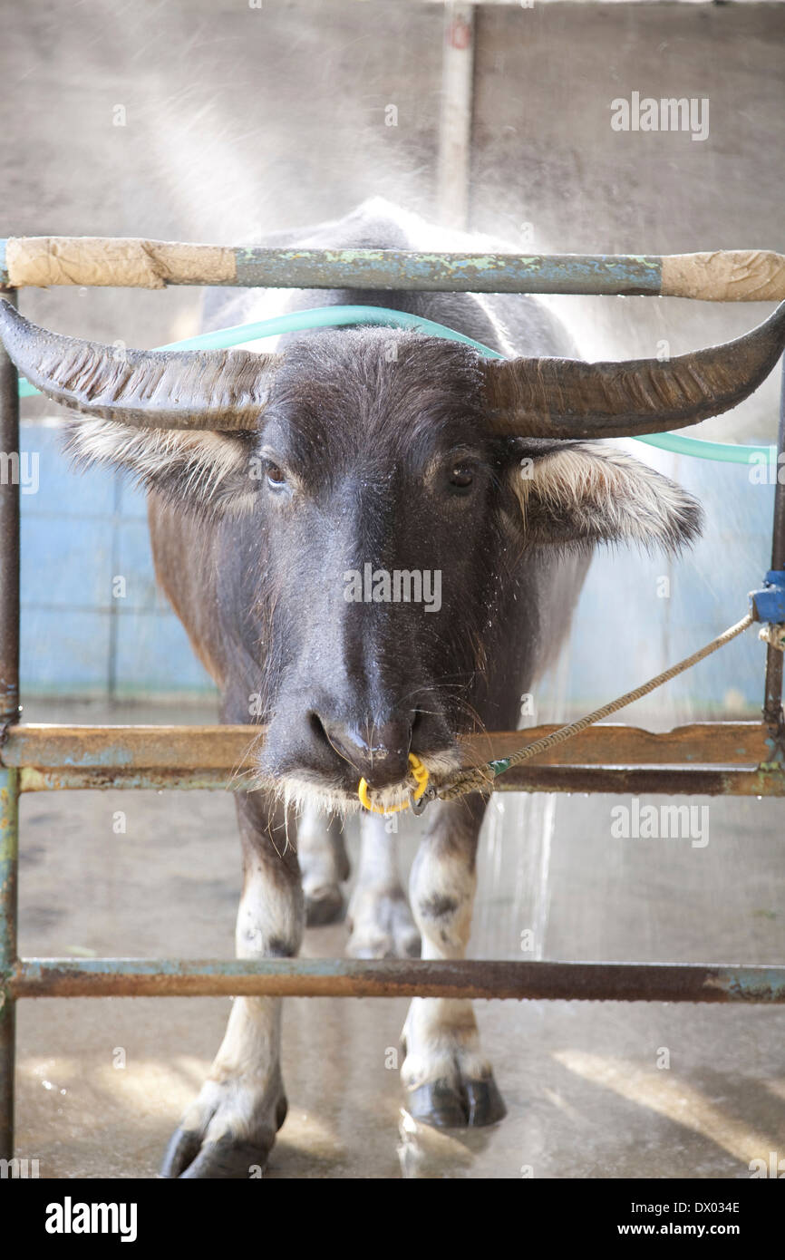 Washing buffalo hi-res stock photography and images - Alamy