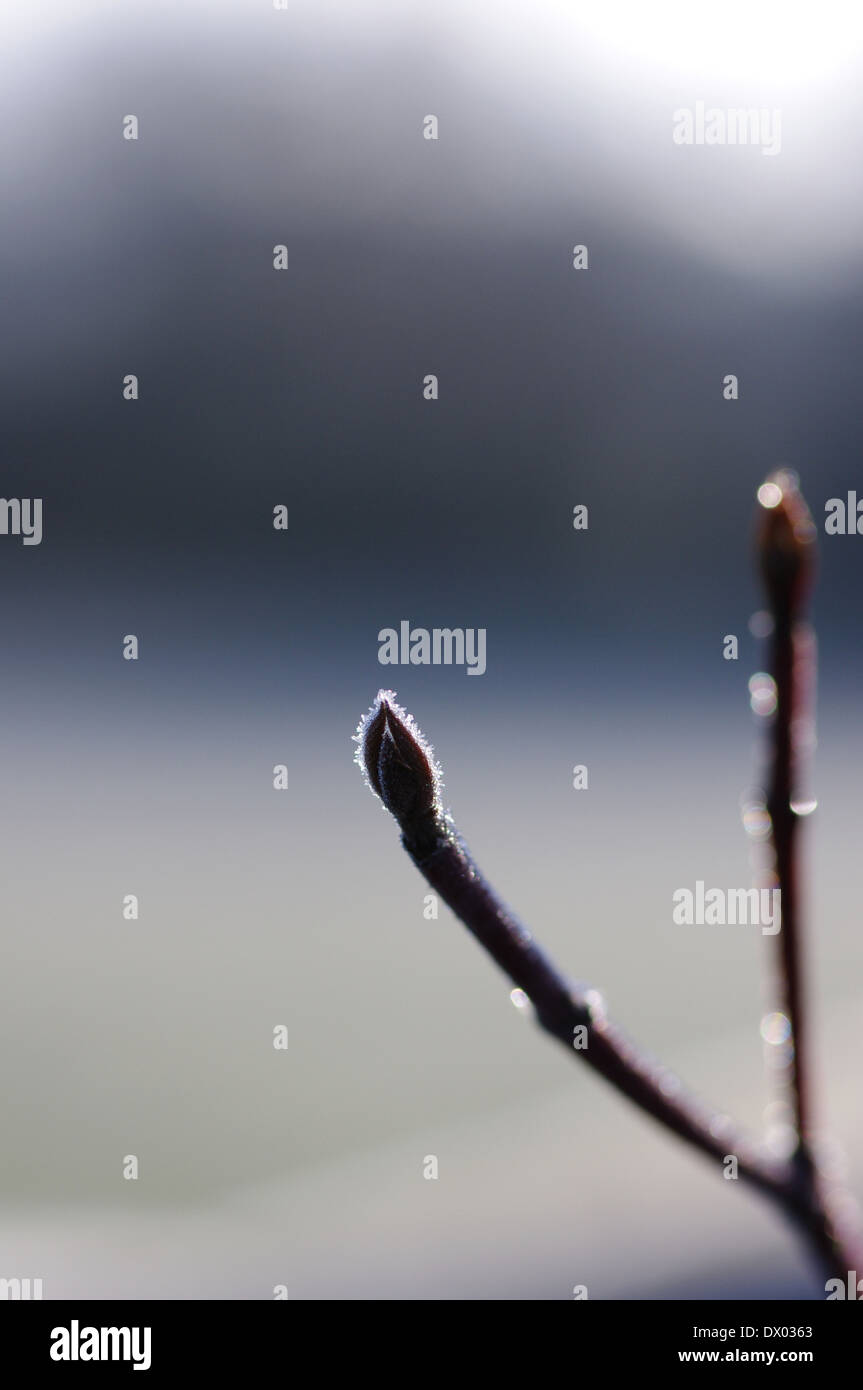 Frosted apple leaf bud Stock Photo - Alamy