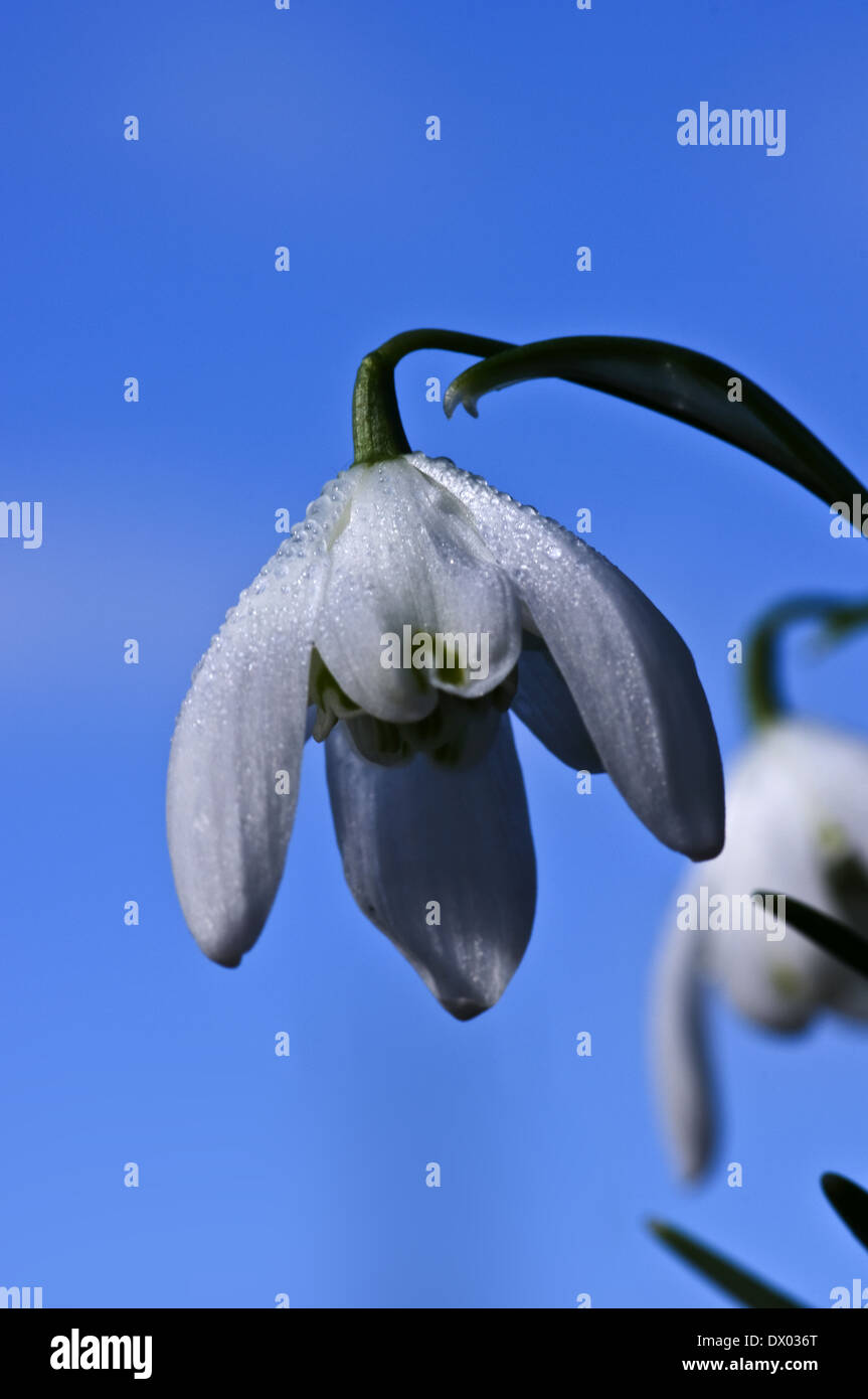 Snowdrop against blue sky with water droplets on petals, vertical Stock ...