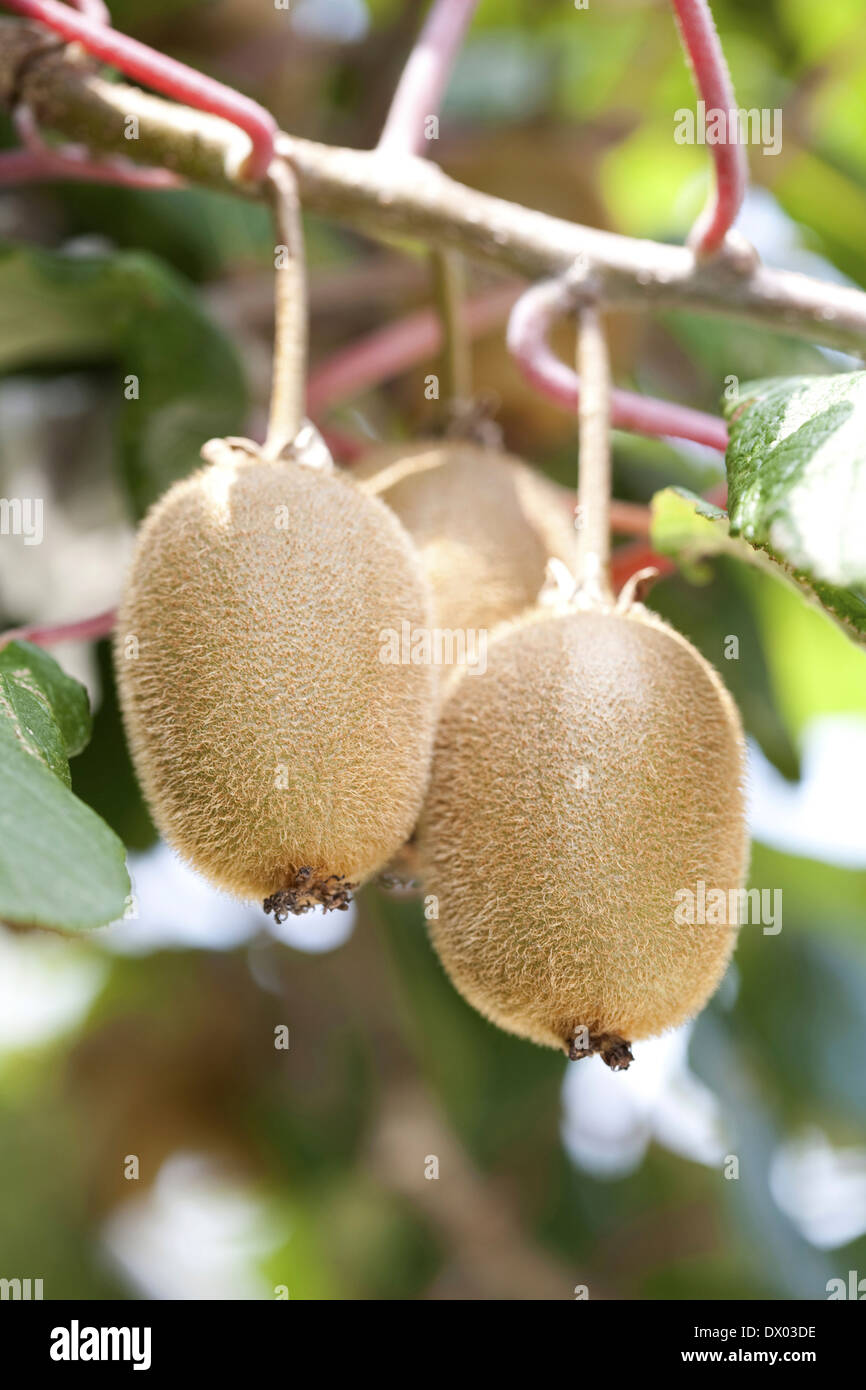 Kiwi fruit on tree Stock Photo - Alamy