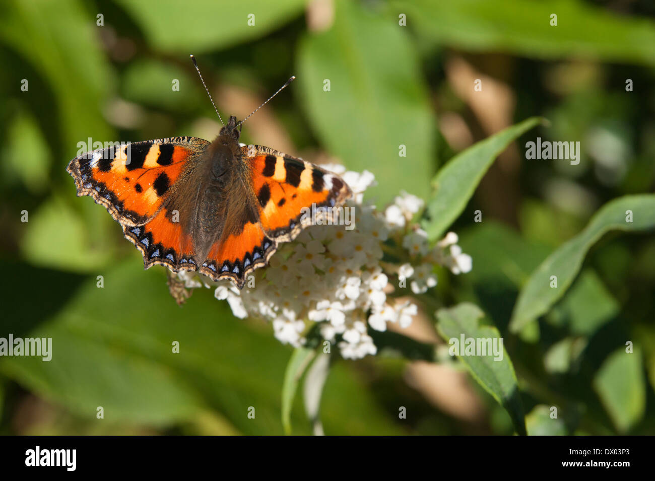 Small Tortoise shell Butterfly on a white Buddleia flower in the garden ...