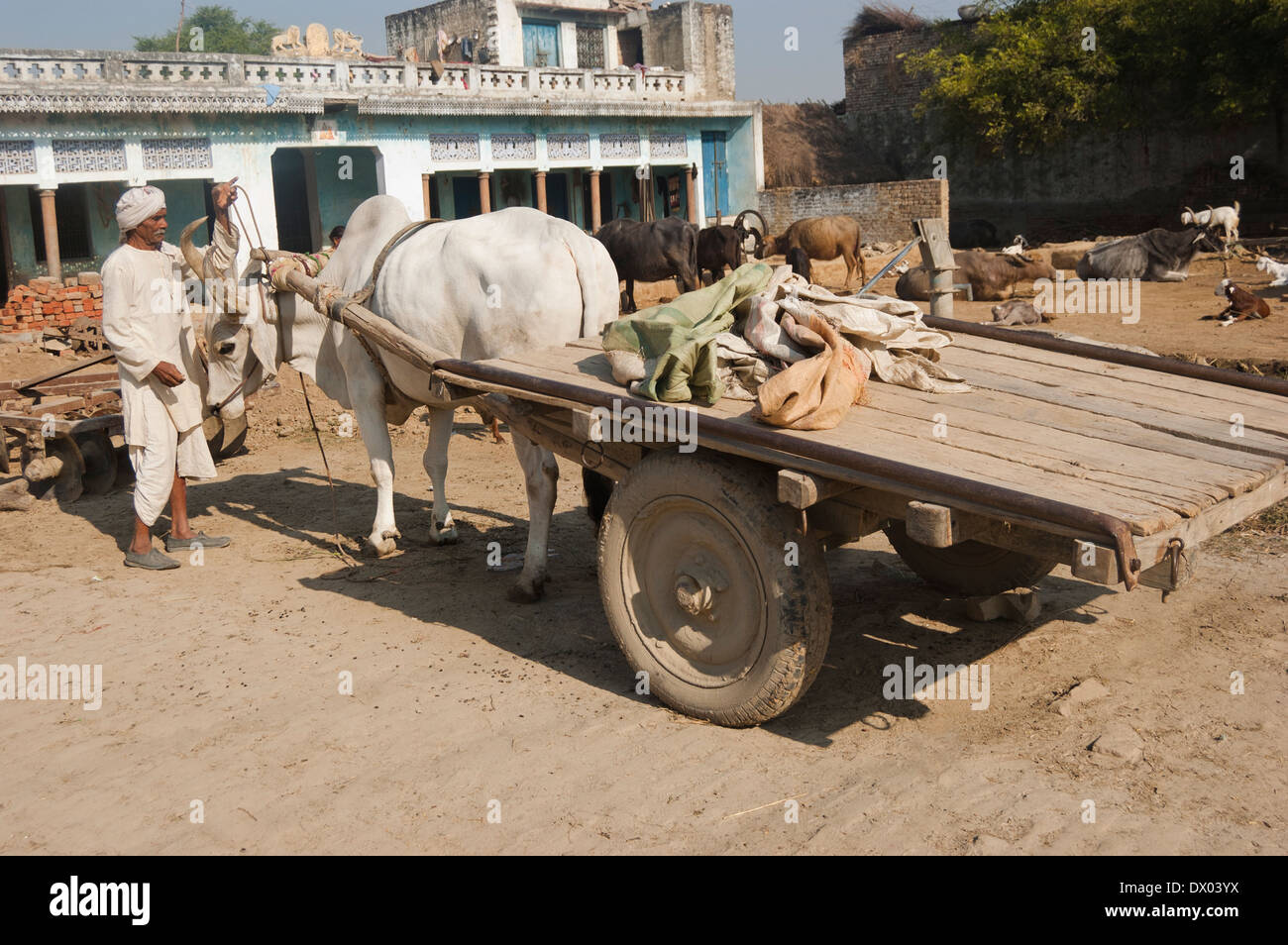 India bull carts hi-res stock photography and images - Alamy