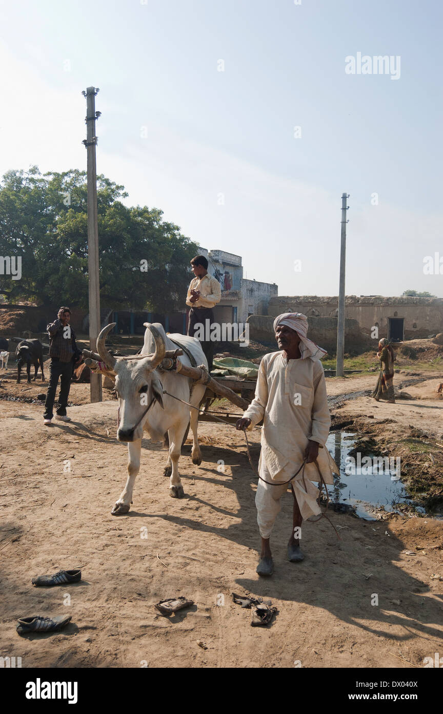 Bull pulling cart hi-res stock photography and images - Alamy