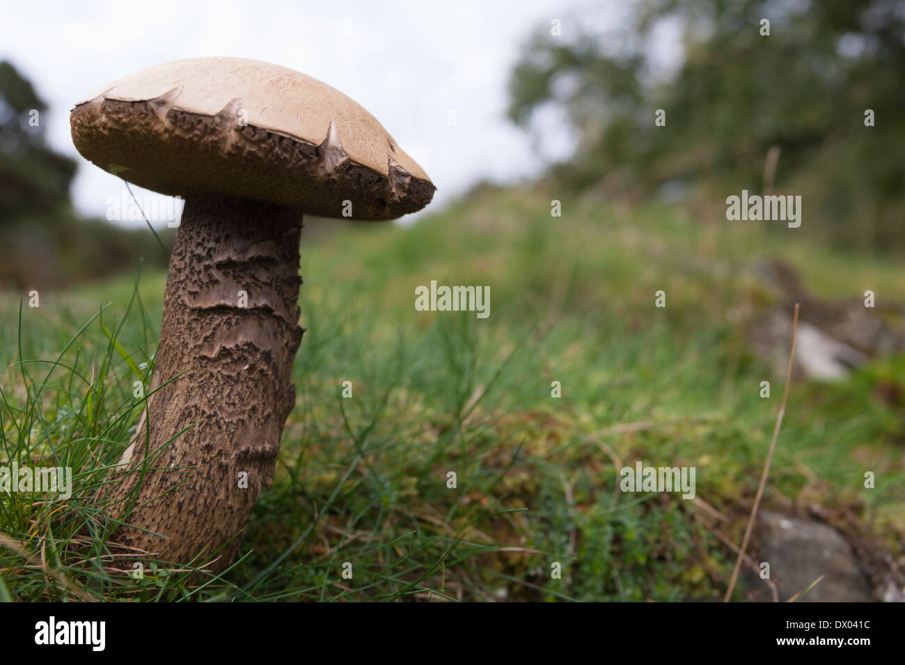 Toadstool spores hi-res stock photography and images - Alamy