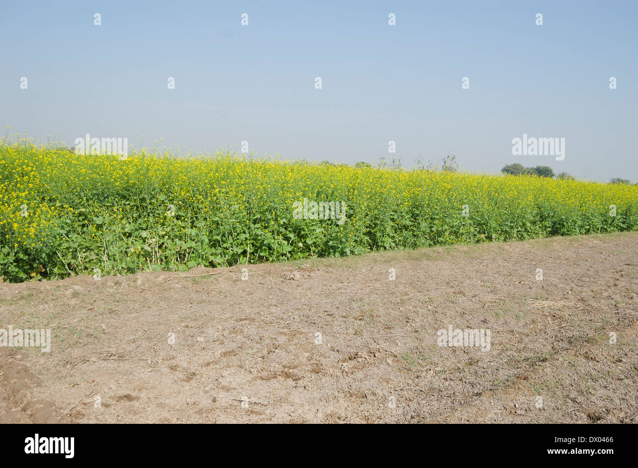 Indian Agricultural Field of Mustard Stock Photo - Alamy