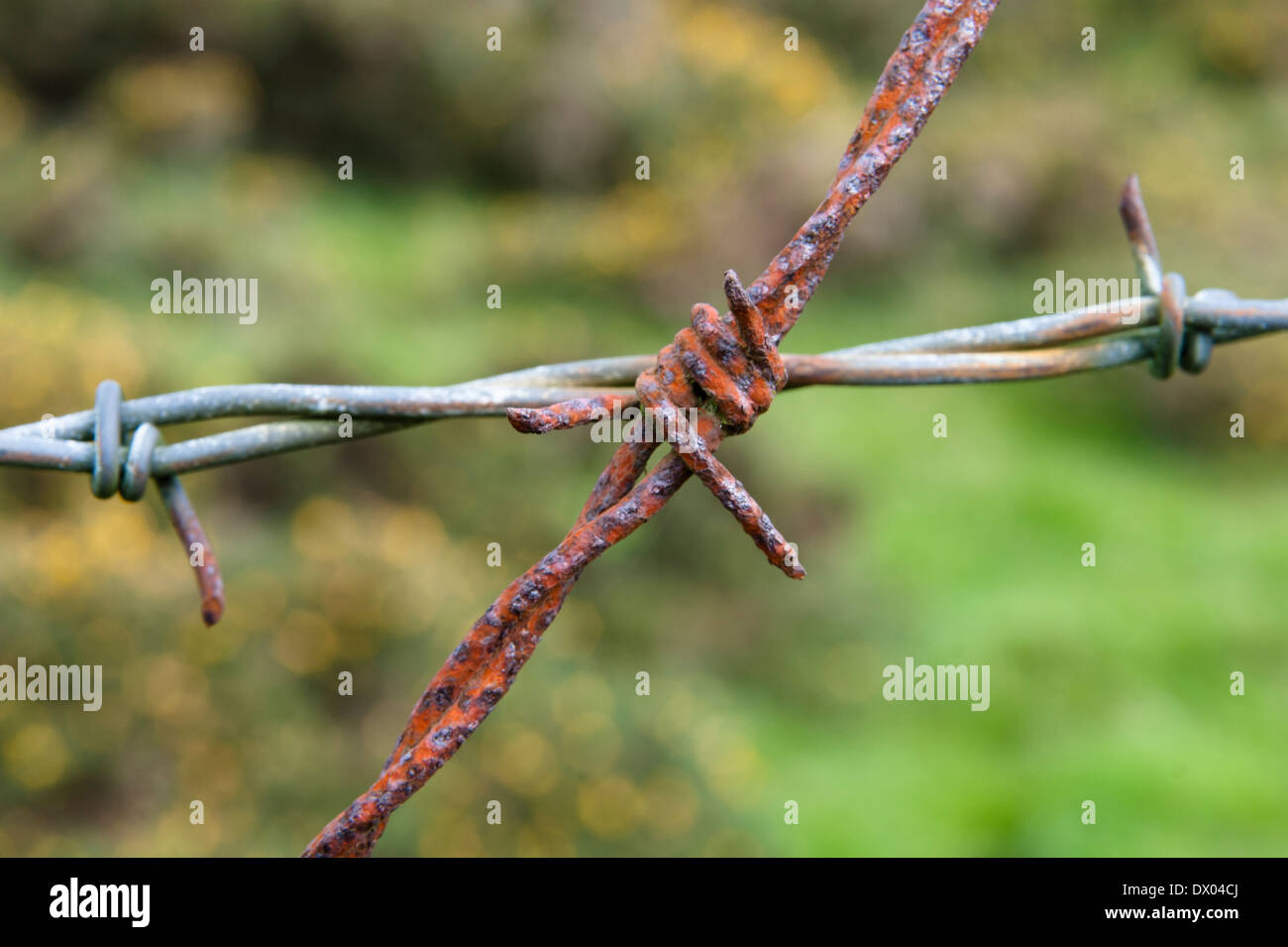 Bard wire hi-res stock photography and images - Alamy