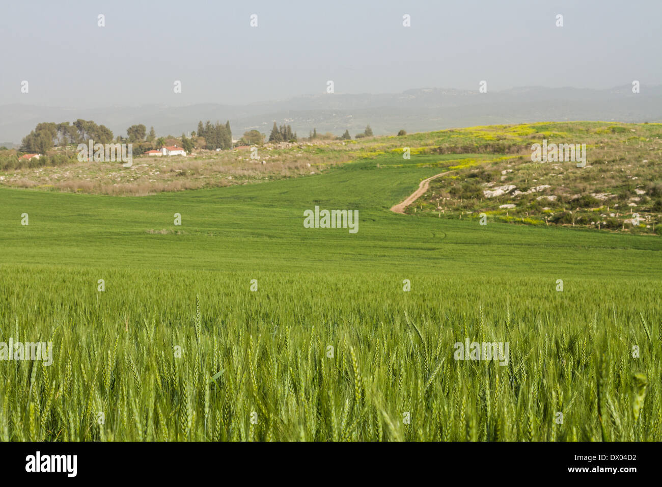 Wheat field and countryside scenery . Winter in Israel Stock Photo - Alamy