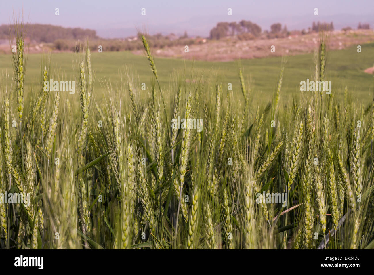 Wheat field green yellow israel farm hi-res stock photography and ...
