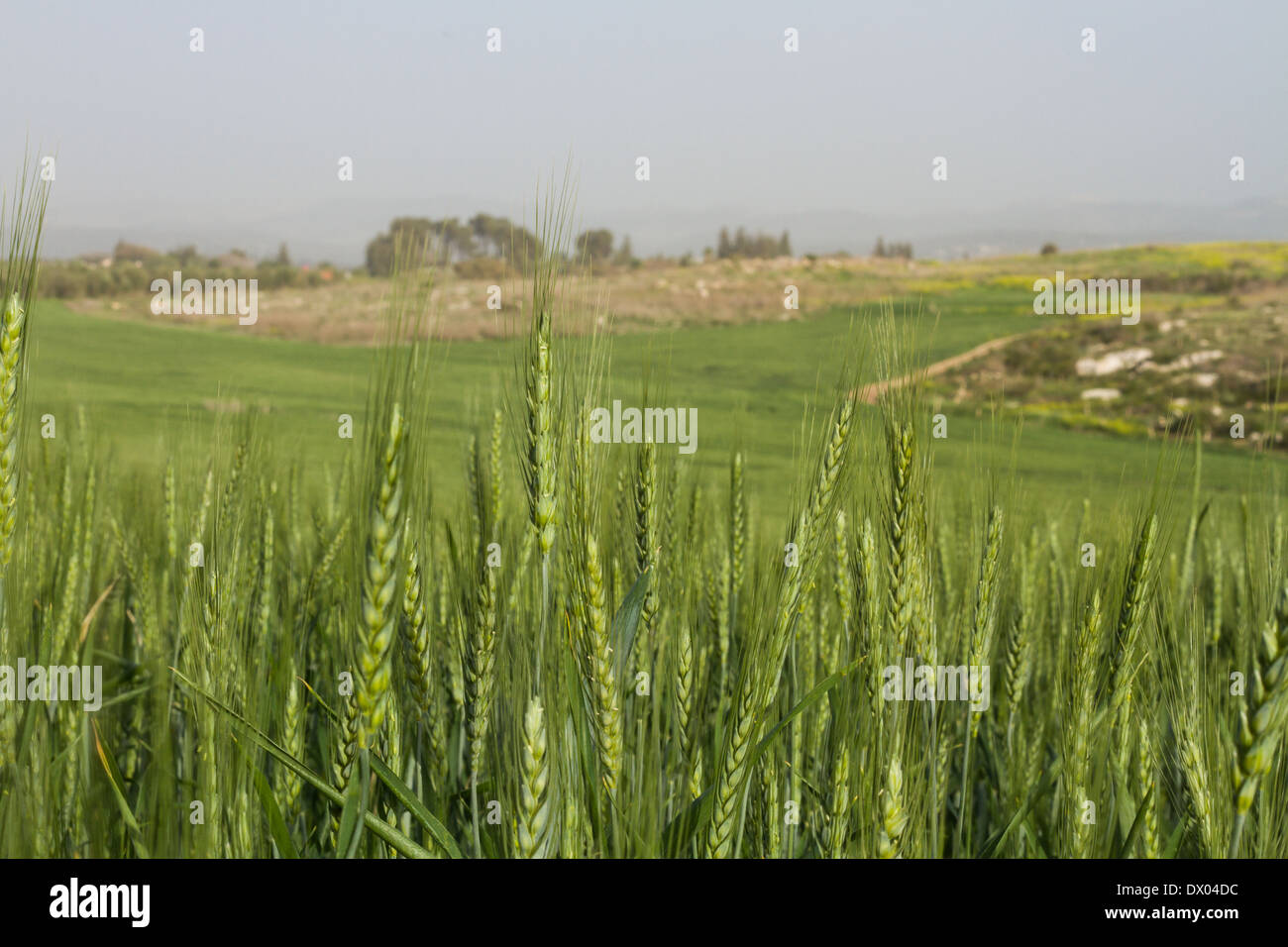 Wheat field and countryside scenery . Winter in Israel Stock Photo - Alamy