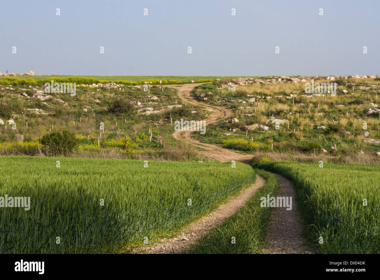 Wheat field and countryside scenery . Winter in Israel Stock Photo - Alamy